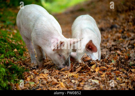 Pigs released into the New Forest National park to eat Acorns which are ...