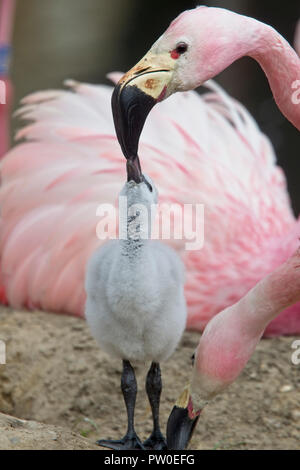 A parent feeding a chick, captive Andean Flamingos, Slimbridge WWT ...