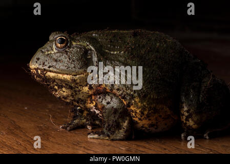 African bullfrog, pixie frog, pyxicephalus adspersus Stock Photo - Alamy