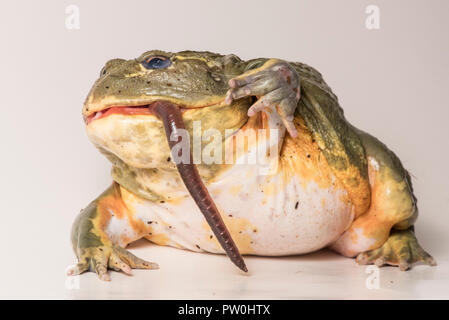 Pyxicephalus adspersus, African Bullfrog eating mouse, side view Stock ...
