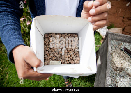 The Choqque family of Huatata near Chinchero, Peru has been breeding ...
