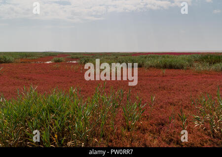 Red beach of Panjin in Liaoning, China during September Stock Photo - Alamy