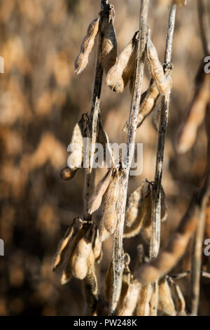 ripe soybeans ready to harvest in the Argentine countryside Stock Photo ...