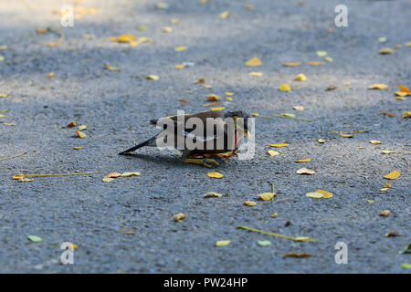 Plastic yarn stuck with the feet of a young myna. Naogaon, Bangladesh ...