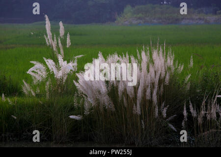 Catkins (Kashphool) in autumn. Dhaka, Bangladesh Stock Photo - Alamy