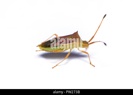 Colorful Shield Bug isolated on white background Stock Photo - Alamy
