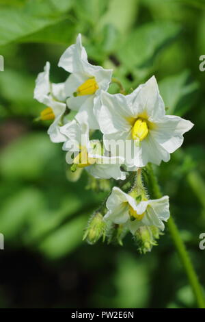 Soalnum tuberosum 'British Queen' potato variety in flower in an ...