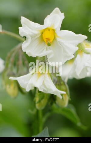 Soalnum tuberosum 'British Queen' potato variety in flower in an ...