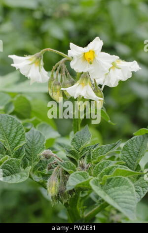 Soalnum tuberosum 'British Queen' potato variety in flower in an ...