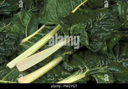 RUBY CHARD (SILVERBEET) BETA VULGARIS SSP. CICLA. CHENOPODIACEAE Stock Photo - Alamy