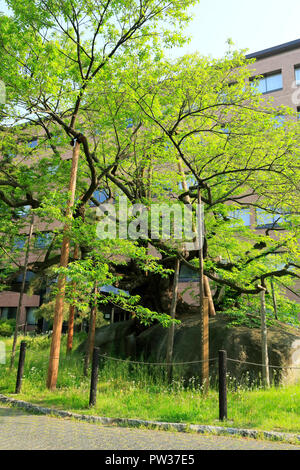 Fresh green Rock-Breaking Cherry Tree Stock Photo - Alamy