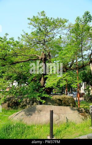 Fresh green Rock-Breaking Cherry Tree Stock Photo - Alamy