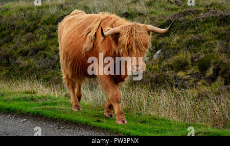 Highland Cow, Highland Cattle, Hairy Moo Coo Stock Photo: 138597844 - Alamy