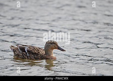Side view of a Mallard floating on the water, Anas platyrhynchos ...