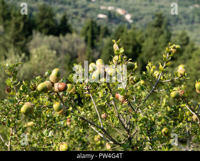 Kermes oak Quercus coccifera oak oak tree bush tree evergreen acorn ...