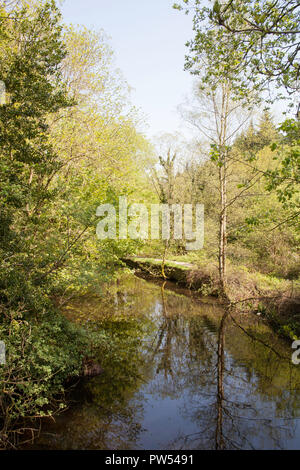 Small canal above the River Etherow in spring at Etherow Country Park ...