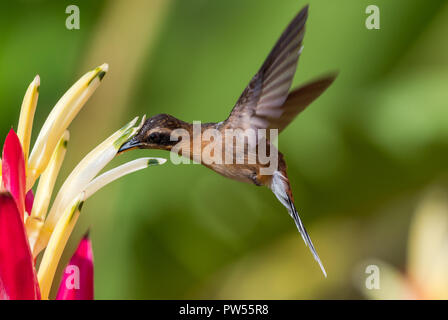 Little Hermit Hummingbird feeding on an exotic Shrimp Plant Stock Photo ...