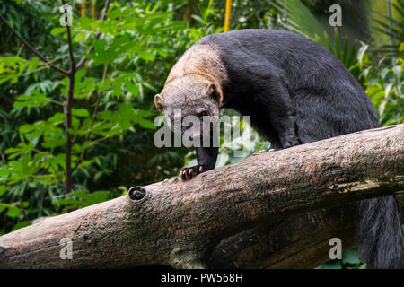 Tayra (Eira barbara) in the forest. Mashpi lodge. Region of Choca ...