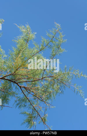 Tamarisk (almost certainly Tamarix gallica) shrub growing in Newquay ...
