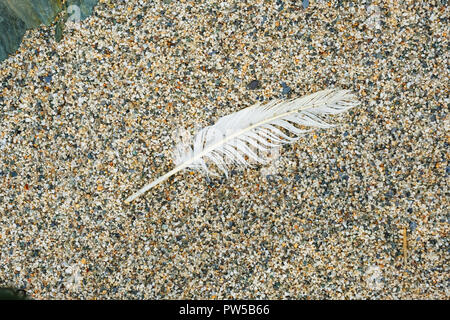 Single birds feather lying on a sandy bach - John Gollop Stock Photo ...