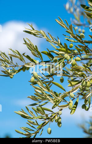 Green olives riping on olive tree Stock Photo - Alamy