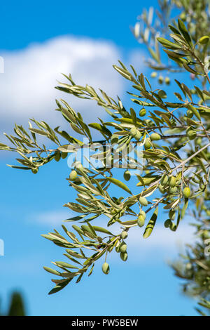 Green olives riping on olive tree Stock Photo - Alamy