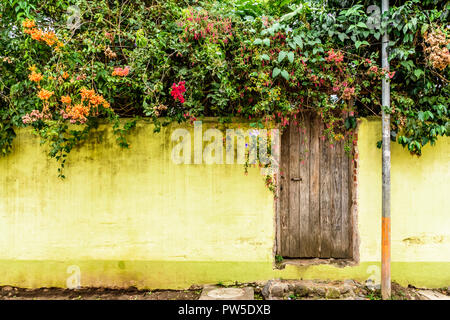 Overgrown light green painted exterior wall with wooden door in Central ...