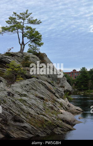 Tree on edge of rock ledge Stock Photo - Alamy