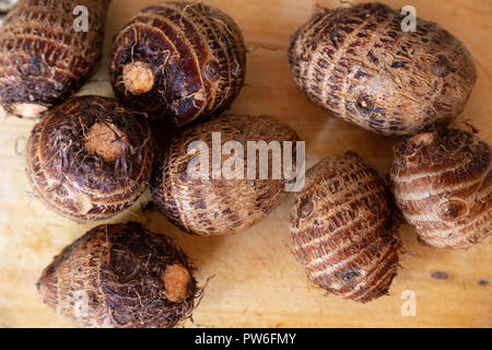 Taro Corm, Colocasia esculenta Stock Photo - Alamy