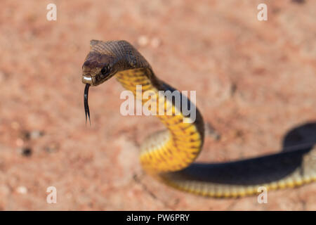 Strap-snouted Brown Snake Stock Photo - Alamy