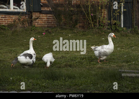 Domestic Geese feeding in Schlemmin in Mecklenburg-Western Pomeraniia ...