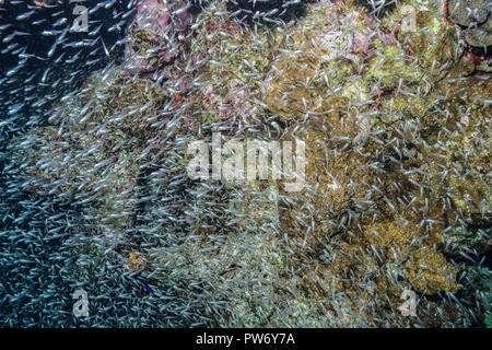 tiny fish group at the Red Sea Egypt Stock Photo - Alamy