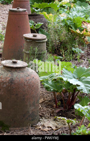 Rhubarb and Cloche Stock Photo - Alamy