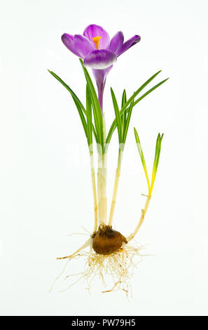 Crocus plant showing bulb and roots beneath soil, from garden in ...