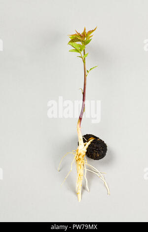 Eastern black walnut (Juglans nigra Stock Photo - Alamy