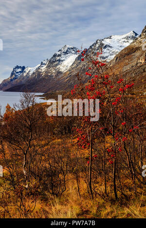 Autumn on Kvaloya, whale island, troms,tromso, northern norway, europe ...
