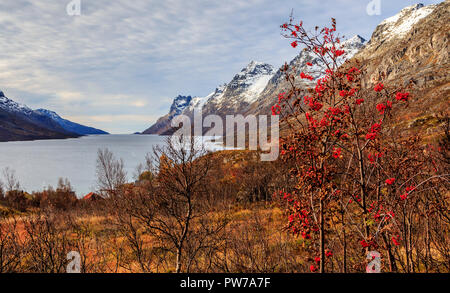 Autumn on Kvaloya, whale island, troms, northern norway, europe Stock ...