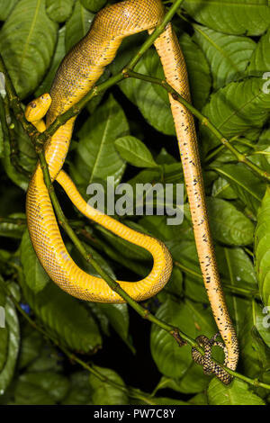 Cook's Tree Boa, Snake, Corallus enydris cooki, resting on tree branch ...