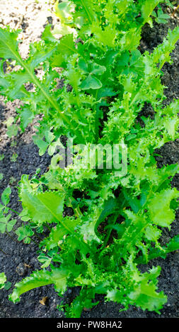 Field of Green Frisee lettuce growing in rows Stock Photo - Alamy