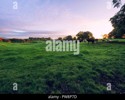 Early Autumn countryside morning,Northern Ireland Stock Photo - Alamy