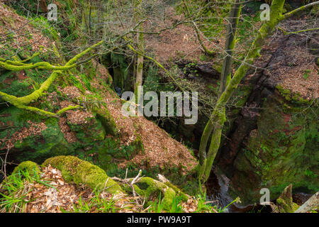 Blood red river in a green gorge. Devil's Pulpit, Finnich Glen, near ...