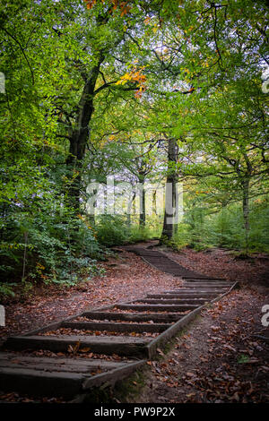 Autumnal scenes in Judy Woods, Wyke, Bradford, West Yorkshire, England ...