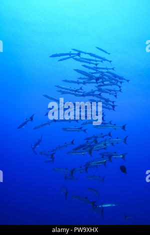 Barracuda at the Red Sea Egypt Stock Photo - Alamy