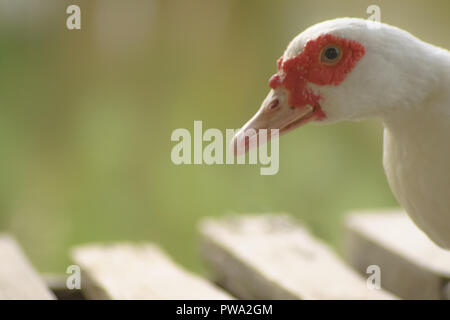 White beak duck, Mother Duck view Front Stock Photo - Alamy
