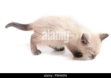 A small beige point color kitten is playing on the floor with a mouse ...