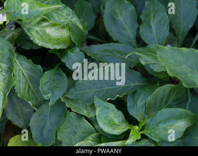 Top View of Lush Green Leaves Pattern, Beautiful Natural Botanical ...