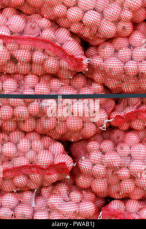 Spanish and Red Onions in mesh bags against white studio background ...