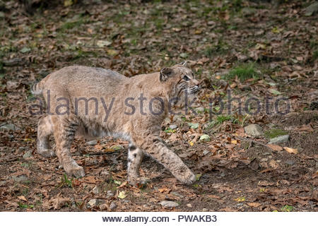 Bobcat stalking his prey Stock Photo: 30169420 - Alamy