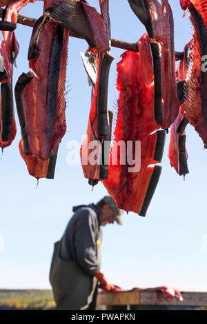 Yukon Territory, Alaska. Salmon spines drying on a fish rack with ...