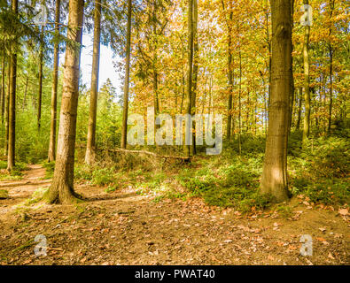 Autumn forest landscape, Aachen, Germany Stock Photo - Alamy